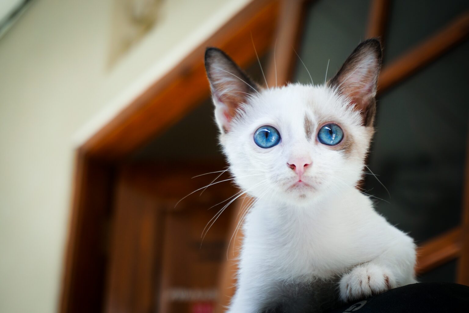 ¿Cuáles son las razas de gatos que existen y sus categorías? - The Wellix